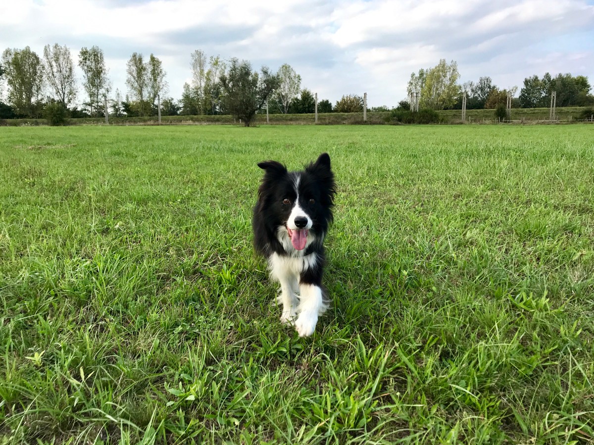 “AZONNAL gyere ide!” – Tippek behíváshoz – paws4all